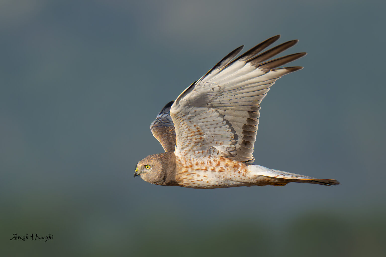 gray_ghost_dark_BG – Ari Hazeghi Photography